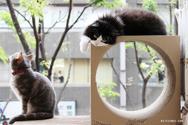 Visiting a Cat Cafe - Tokyo Blog - Mitzie Mee