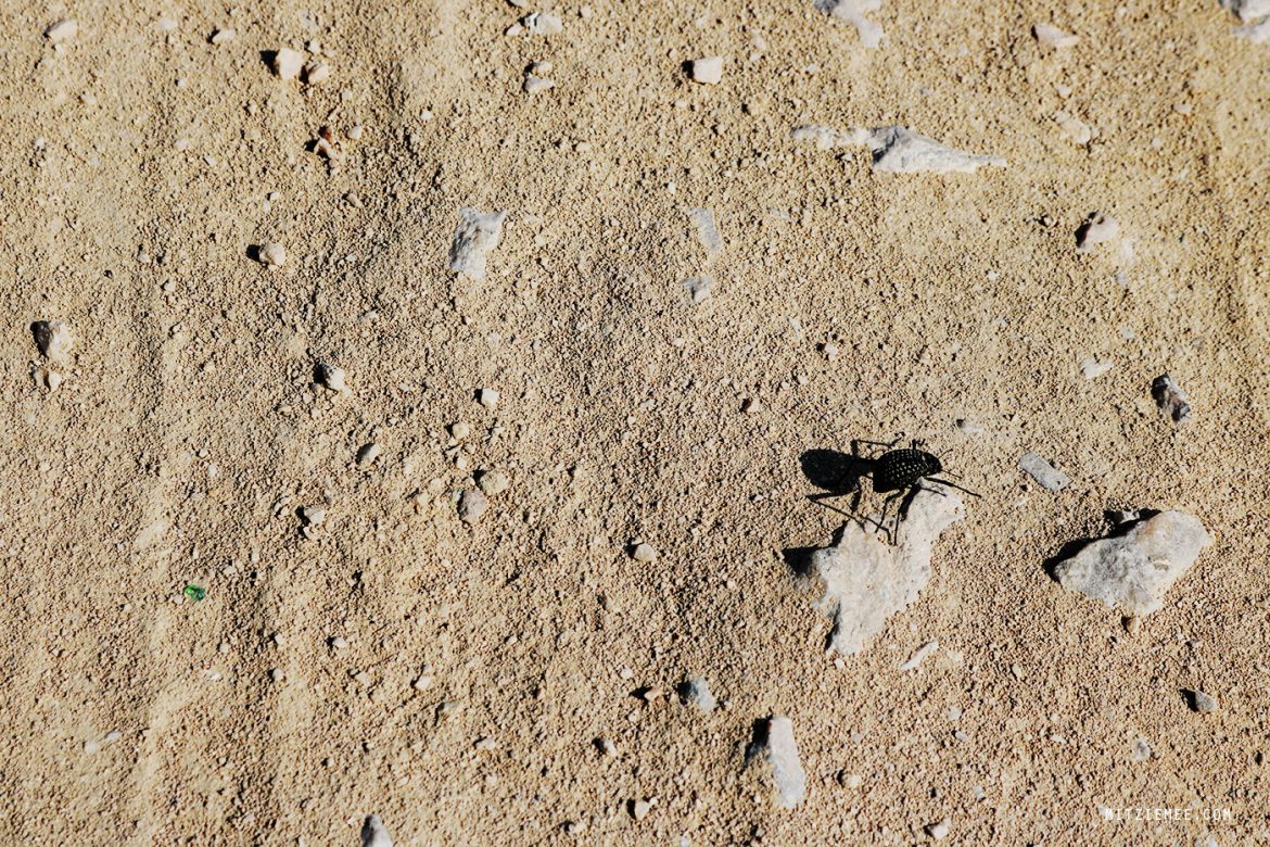 Qatar - An attempt to visit Purple Island - Doha Blog - Mitzie Mee