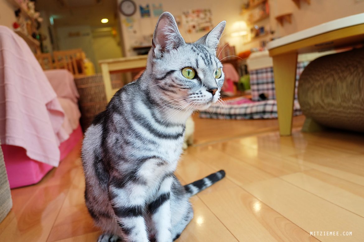Tokyo: Happy cats at Hapi Neko Cat Cafe - Mitzie Mee