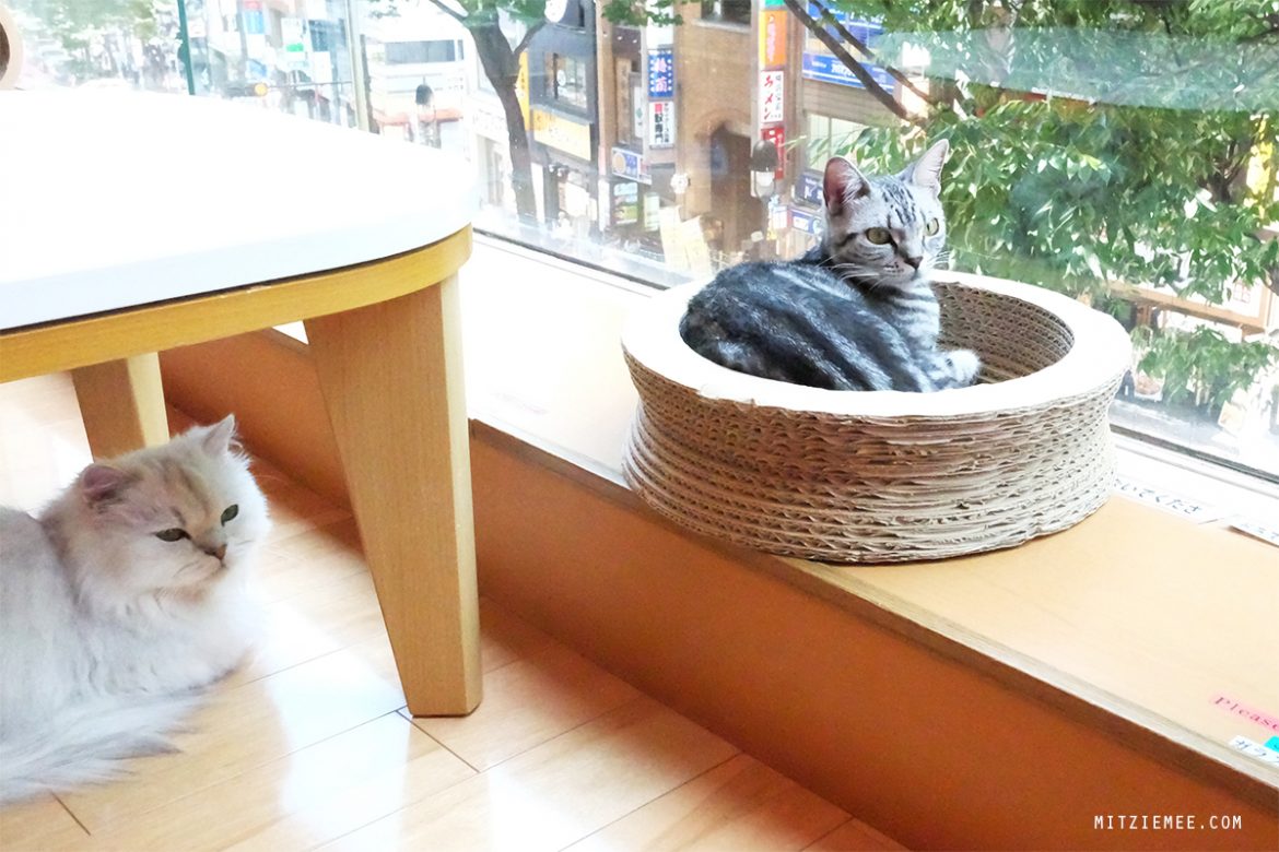 Tokyo: Happy cats at Hapi Neko Cat Cafe - Mitzie Mee
