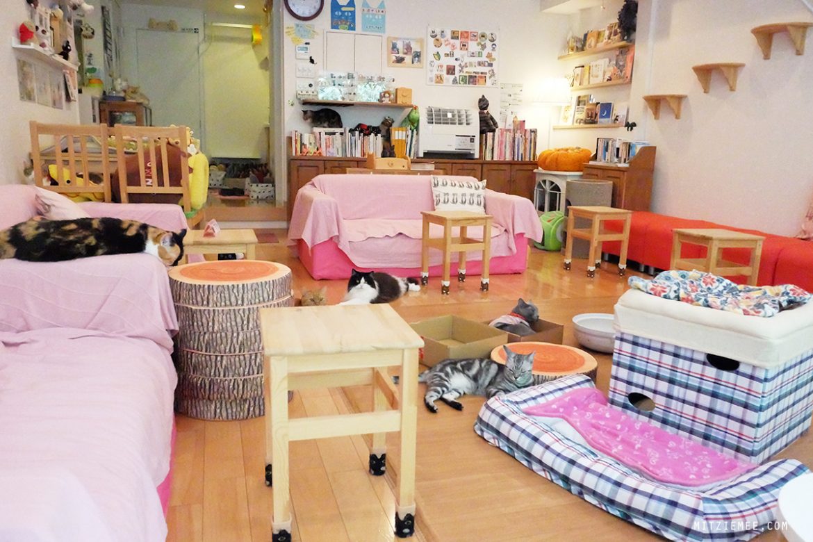 Tokyo: Happy cats at Hapi Neko Cat Cafe - Mitzie Mee