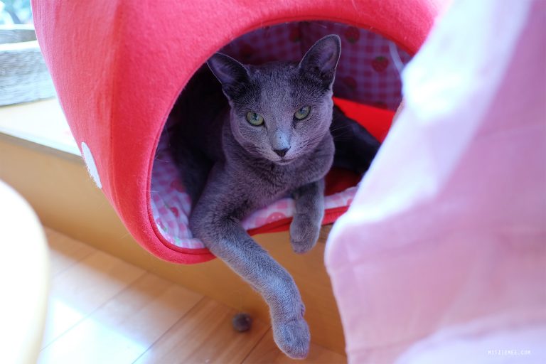 Happy Cats at Hapi Neko Cat Cafe - Tokyo Blog - Mitzie Mee