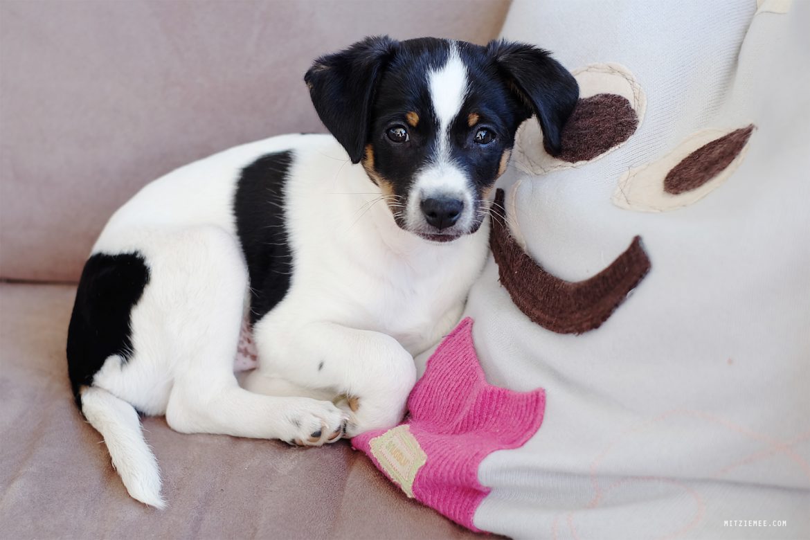 Meet Bølle - Cute Danish-Swedish Farmdog puppy - Mitzie Mee Blog