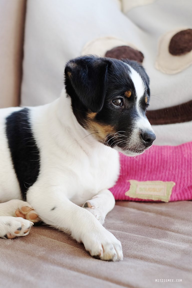 Meet Bølle - Cute Danish-Swedish Farmdog puppy - Mitzie Mee Blog