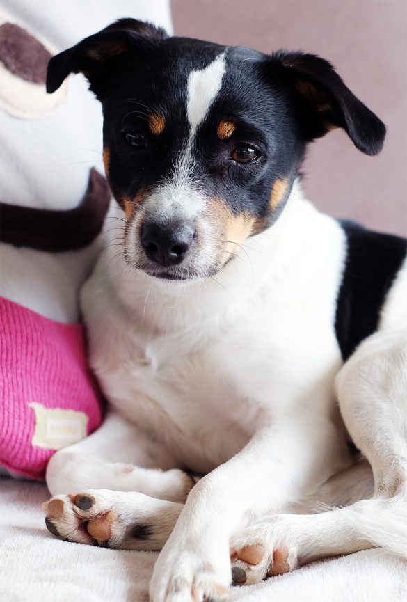 My parents' dog Bølle - One year older - Mitzie Mee