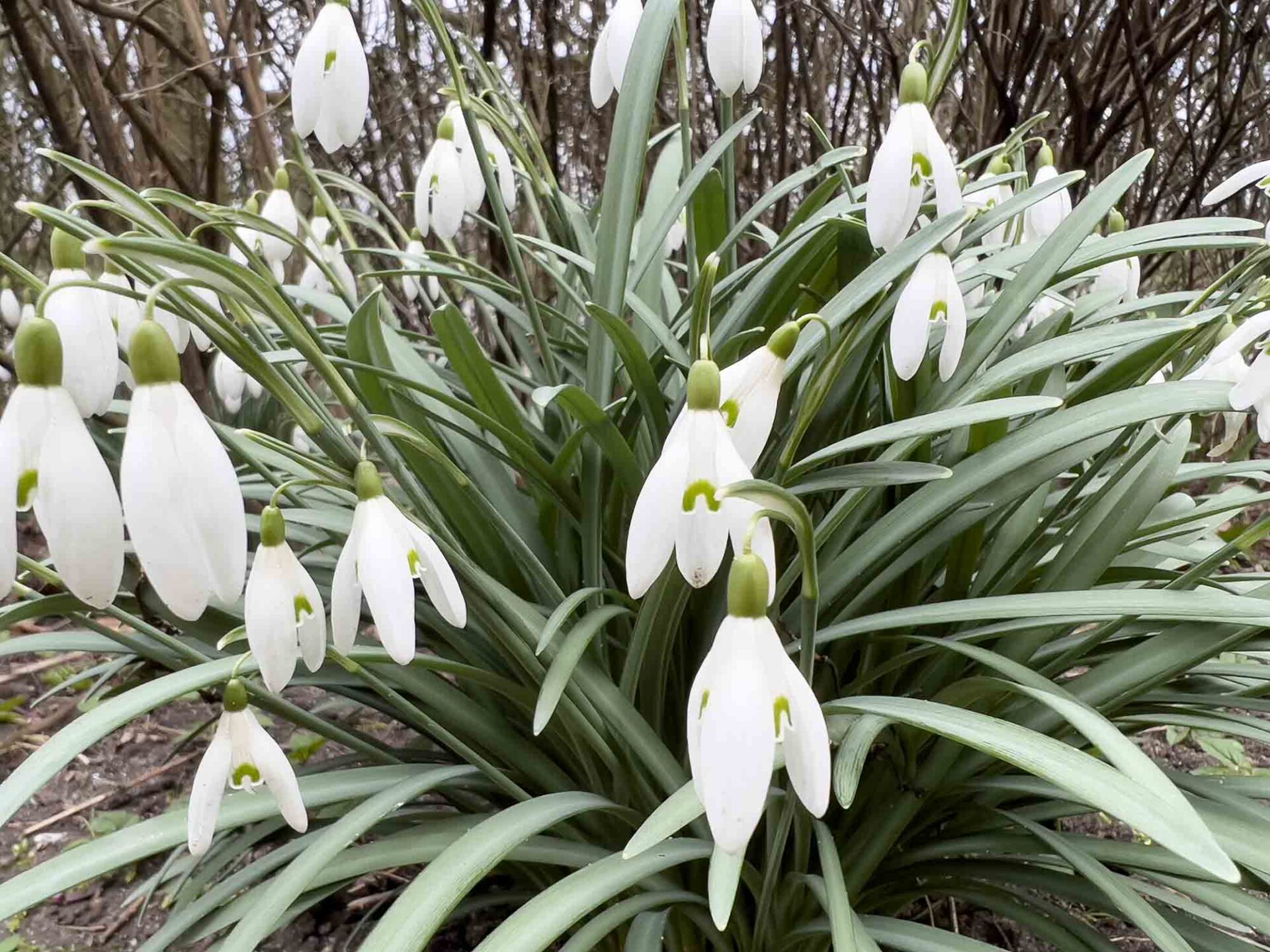 Gækkebreve & Chocolate Eggs - A Danish Easter Tradition - Denmark Blog