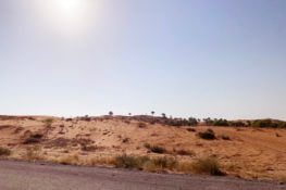 Happy Cats at Hapi Neko Cat Cafe - Tokyo Blog - Mitzie Mee