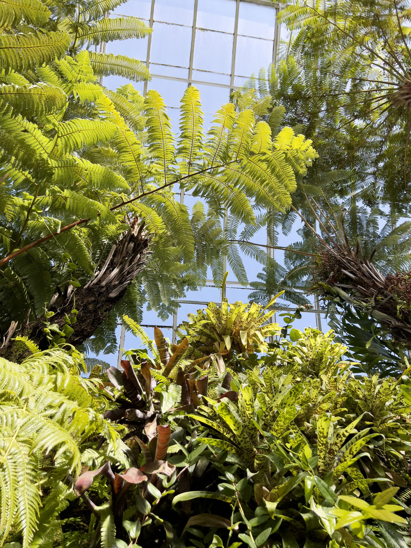 The Orchid Show at New York Botanical Garden - New York City Blog